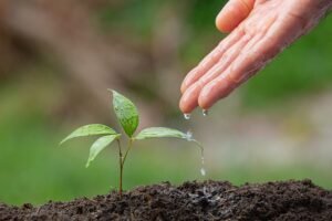 The Role of Water in Seed Germination: How to Water Seeds for Maximum ...