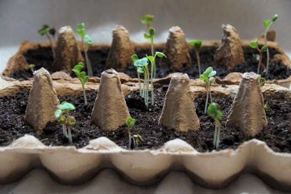 Seed Germination: Common Issues and How to Fix Them